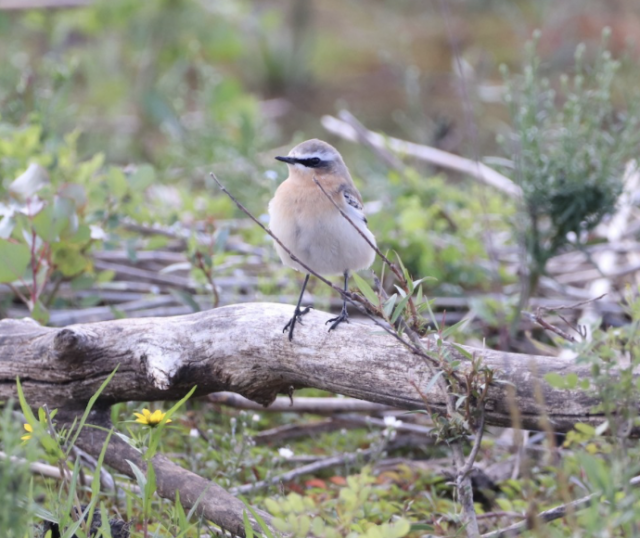BirdCast - Bird migration forecasts in real-time