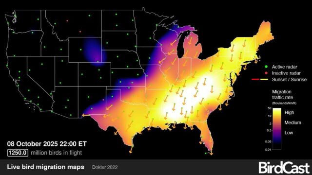 BirdCast - Bird migration forecasts in real-time