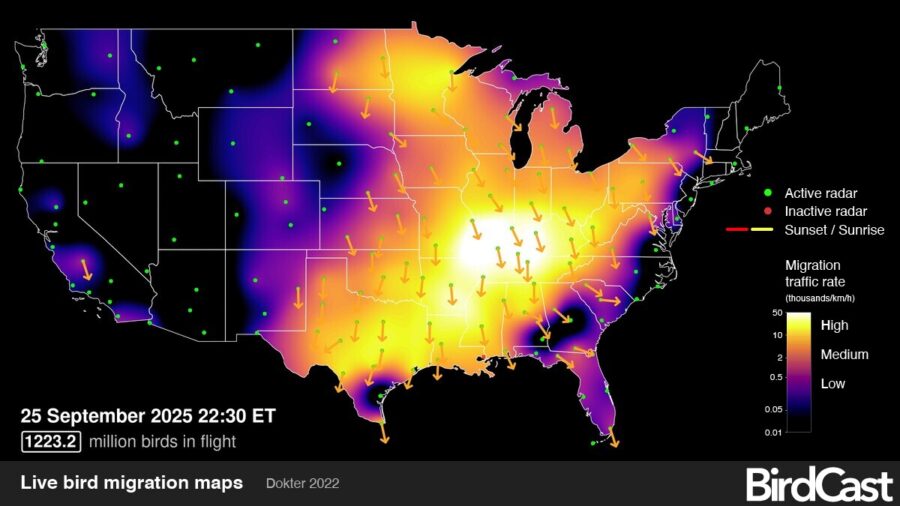 BirdCast - Bird migration forecasts in real-time