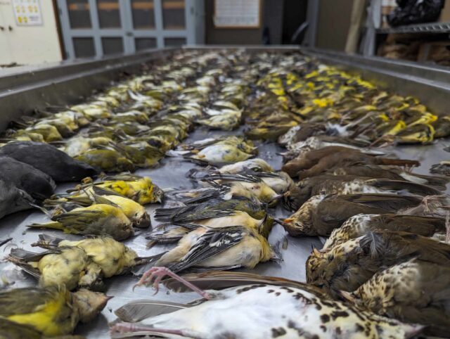 Major bird-window collision event in Chicago, 4-5 October 2023 - BirdCast