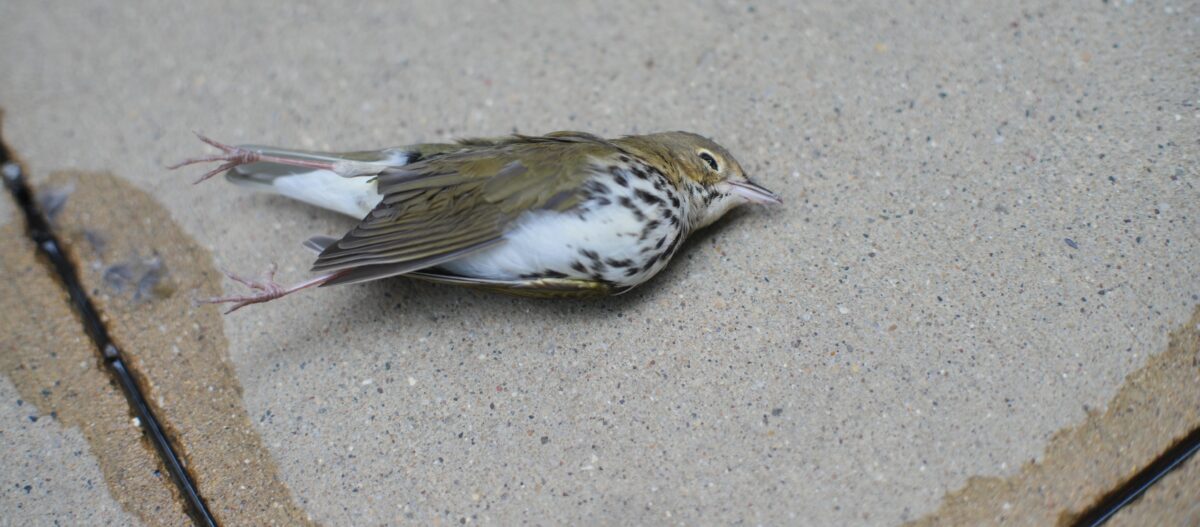 Major bird-window collision event in Chicago, 4-5 October 2023 - BirdCast