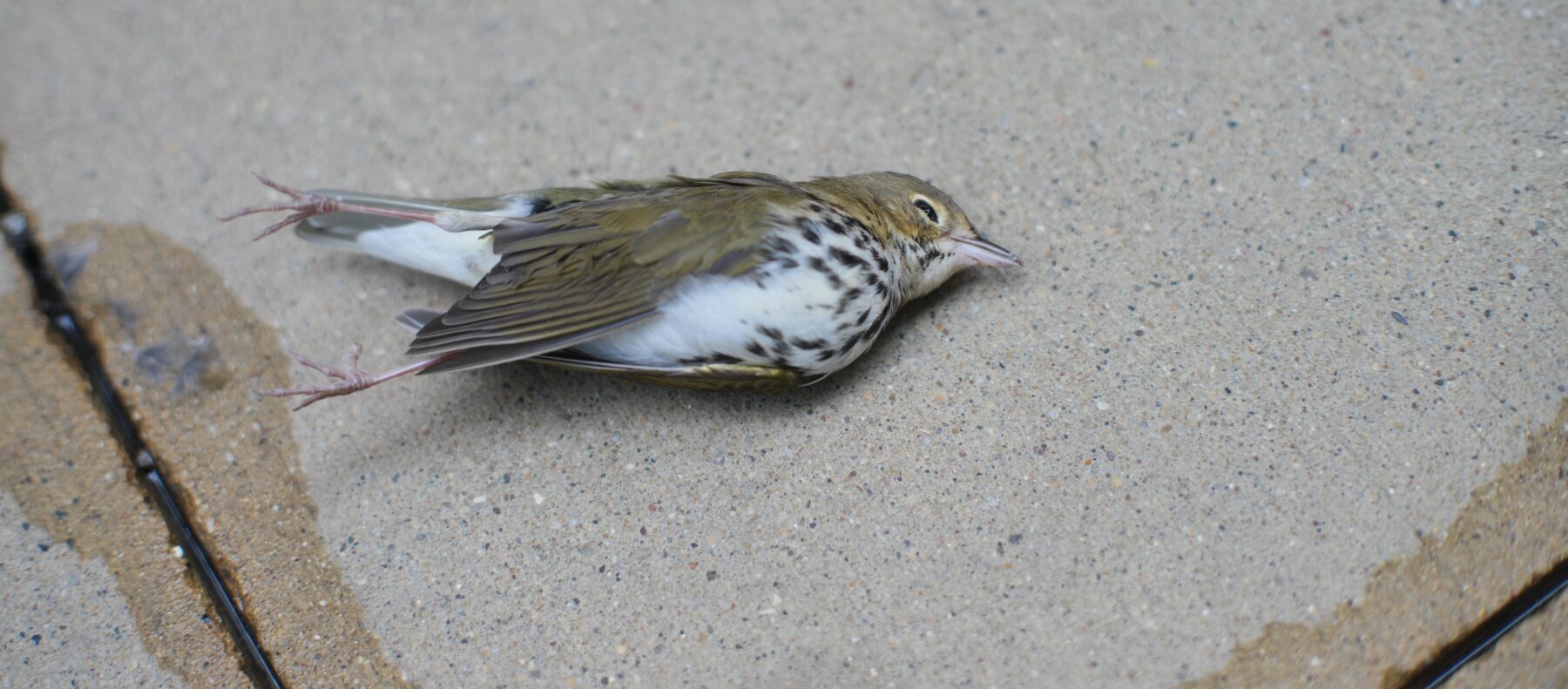 Major bird-window collision event in Chicago, 4-5 October 2023 - BirdCast