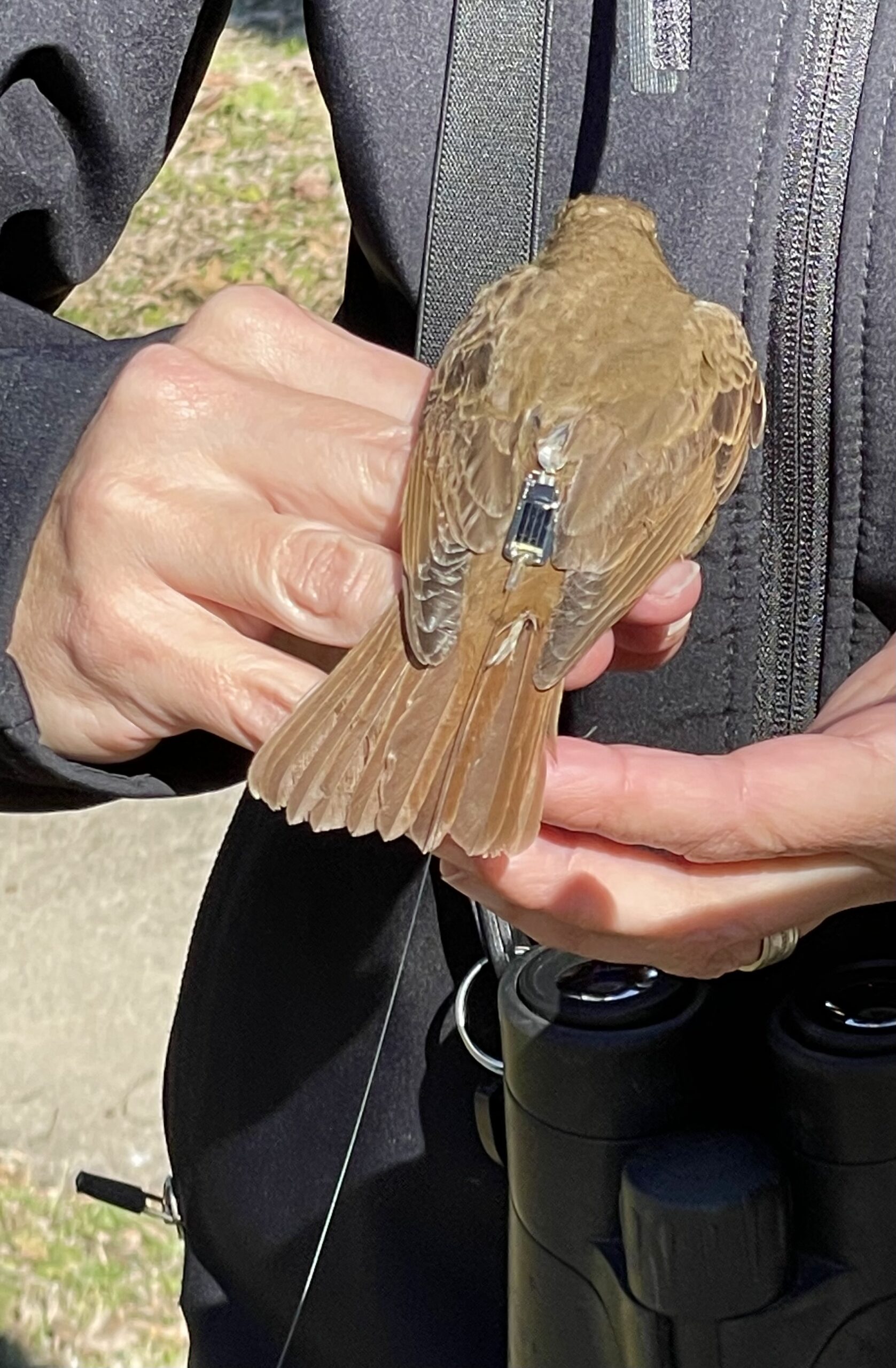 Eyes on the skies: Does Tree Swallow foraging give insight to airspace ...