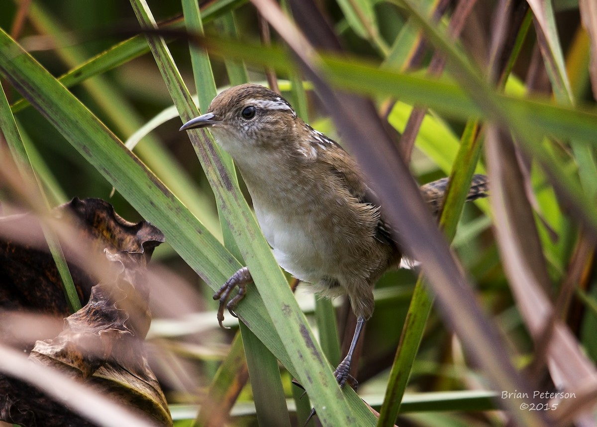 A picture is worth 500 million birds - BirdCast