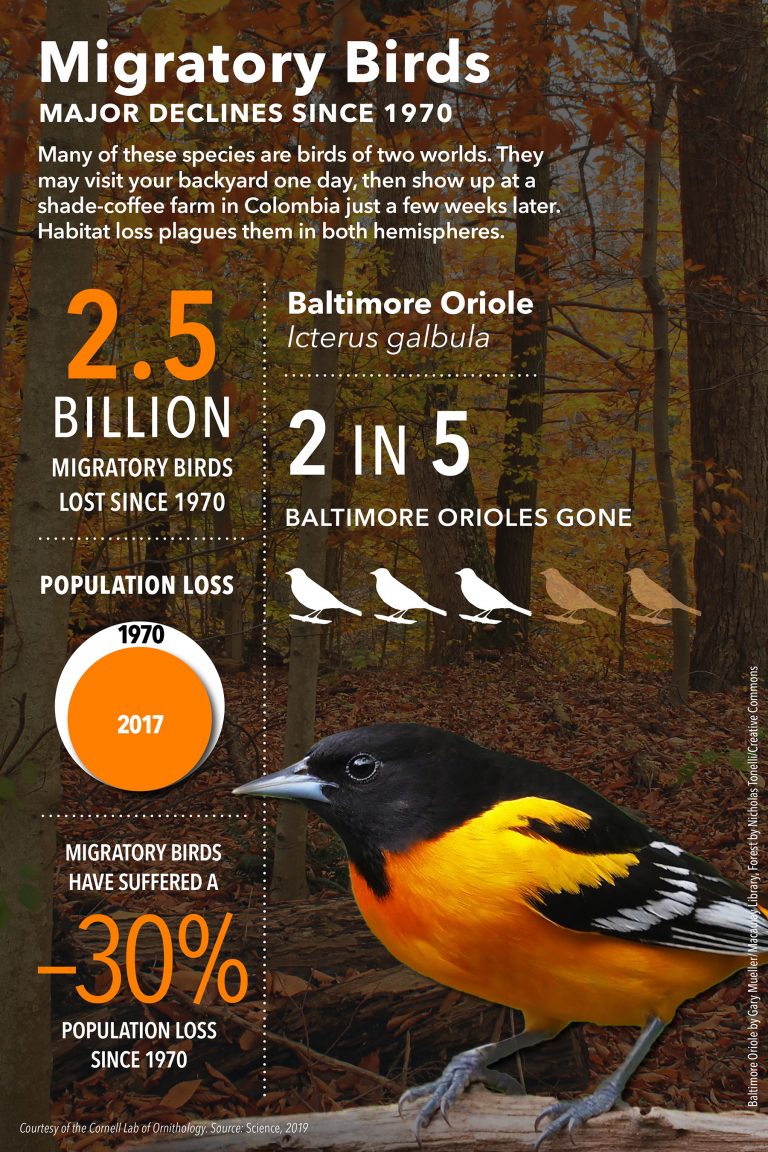 Migration Science: one in every four birds gone in the US and Canada ...