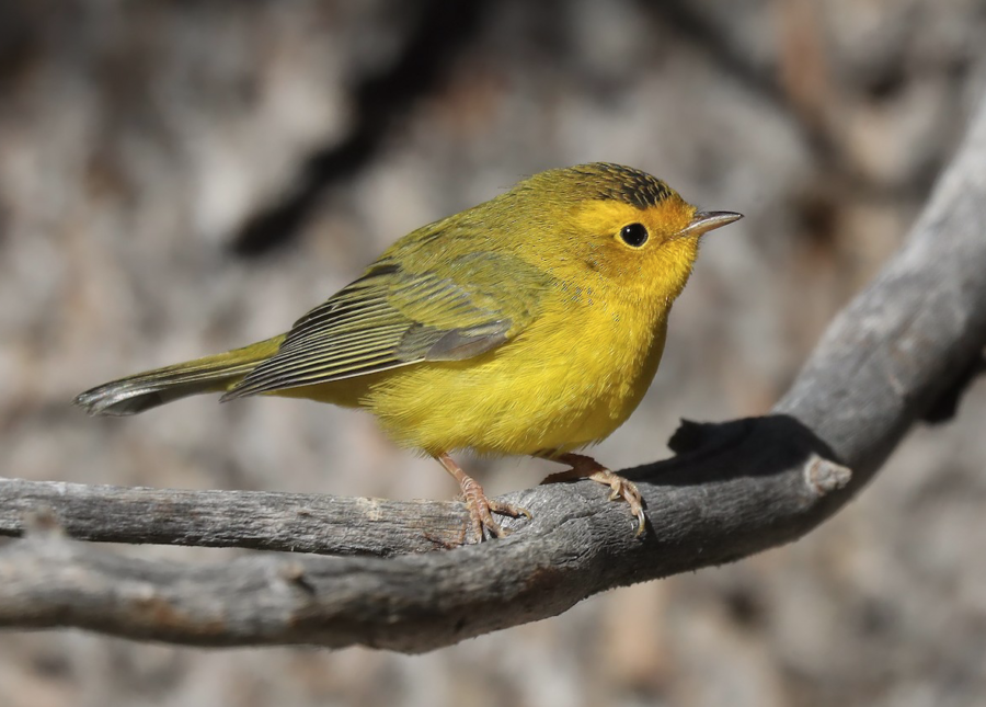 Species on the move: Wilson’s Warbler - BirdCast