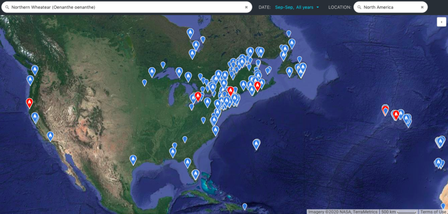 Species on the move: Northern Wheatear - BirdCast