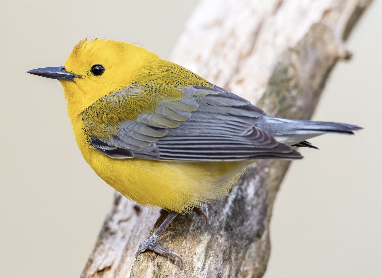 Peak Spring Bird Migration Periods for U.S. Cities - BirdCast