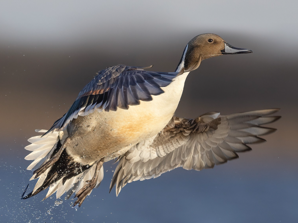 BirdCast - Bird migration forecasts in real-time