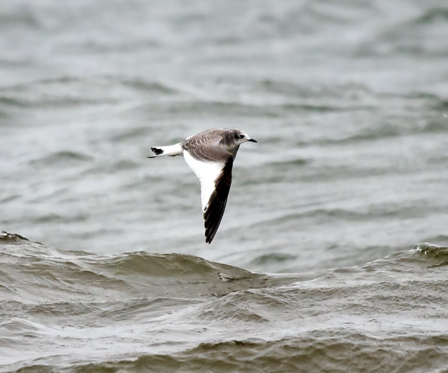 A primer for using weather surveillance radar to study bird migration ...