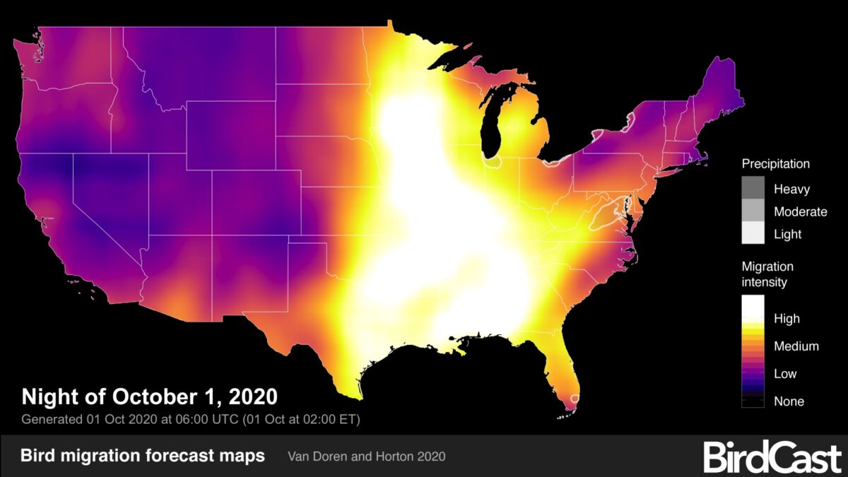 BirdCast welcomes a new era in Spring 2022: the Migration Dashboard ...