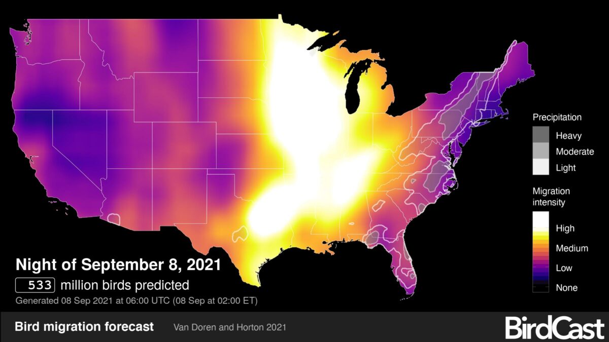 Peak Spring Bird Migration Periods for U.S. Cities - BirdCast