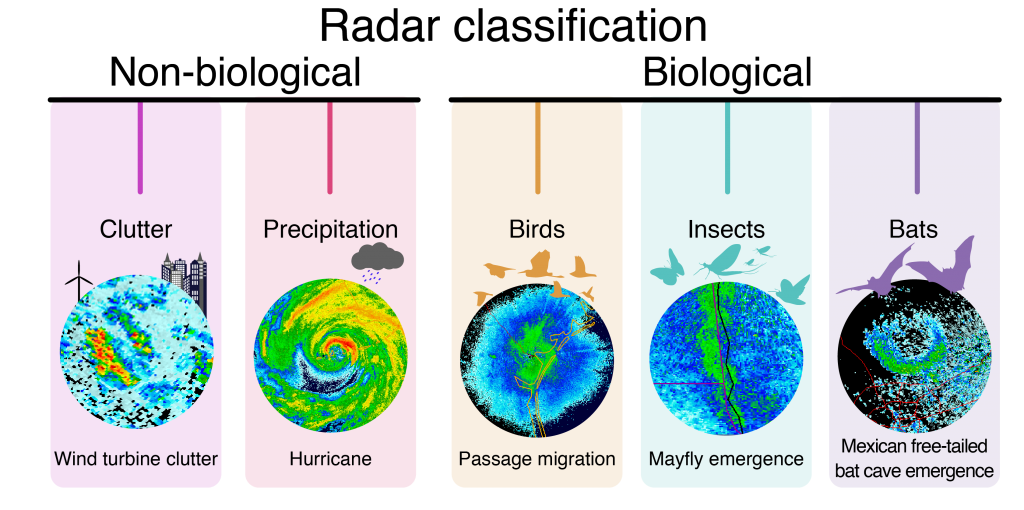 A primer for using weather surveillance radar to study bird migration ...